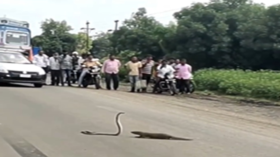 Snake mongoose fight in the middle of the road the whole road is full ...
