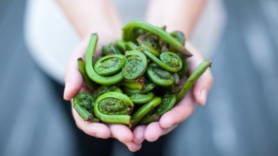 amazing health benefits of Fiddleheads vegetable | ಮಧುಮೇಹವನ್ನ ಬುಡದಿಂದಲೇ ...