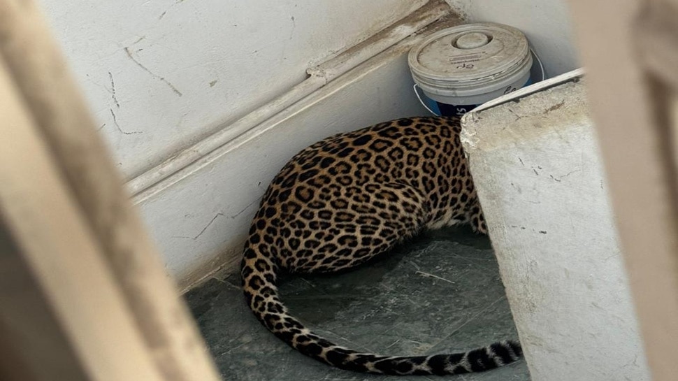 Leopard Enters House in Haveris Ranebennur Sparks Panic Among Locals ...