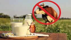 Latest Kannada News Protein in cockroach milk, Protein in cockroach ...