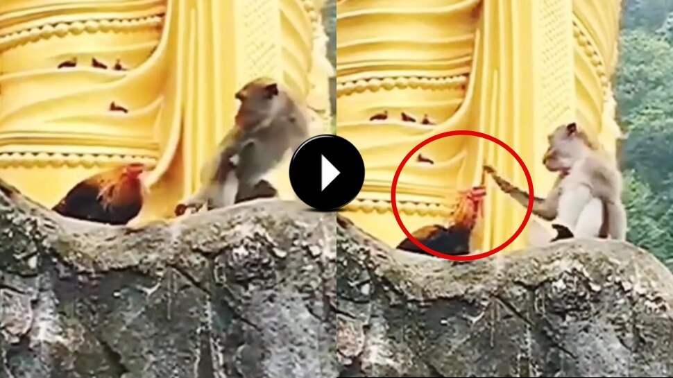 Video of a monkey hitting a chicken that tried to push it off a cliff ...