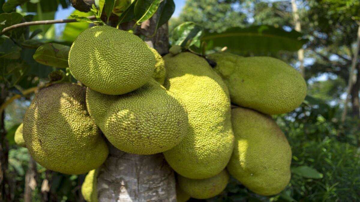 how to grow jack fruit tree in home and gardening tips | ಈ ಒಂದು ಹಣ್ಣಿನ ...