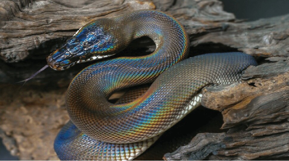 Snake changing color | ಊಸರವಳ್ಳಿಯಂತೆ ಬಣ್ಣ ಬದಲಿಸುತ್ತೆ ಈ ಹಾವು..! ಸೇಡು ...
