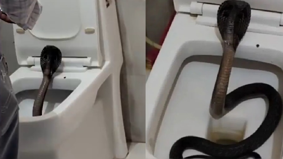 Viral video: Black cobra hisses rears up from hotel second floor toilet ...