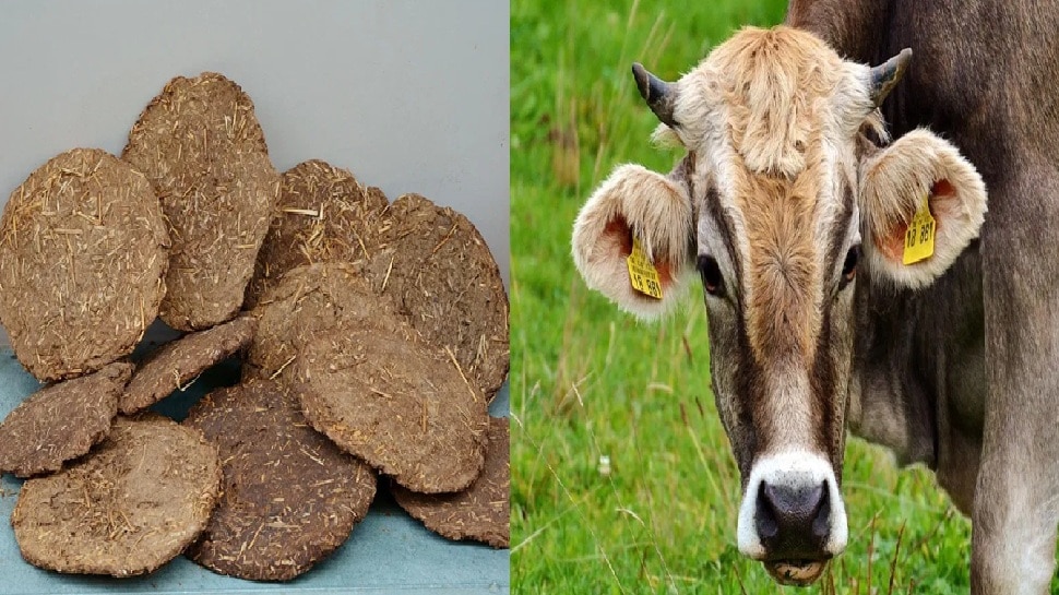 why indian cow dung in demand in many countries | ಚಿನ್ನ ಬೆಳ್ಳಿಯಲ್ಲ ...