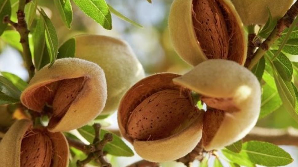 almond tree vastu tips | ಮನೆಯ ಸುತ್ತ ಮುತ್ತ ಬಾದಾಮಿ ಮರ ಇರುವುದು ಶುಭವೋ ...