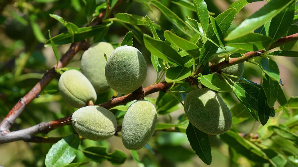 almond tree vastu tips | ಮನೆಯ ಸುತ್ತ ಮುತ್ತ ಬಾದಾಮಿ ಮರ ಇರುವುದು ಶುಭವೋ ...