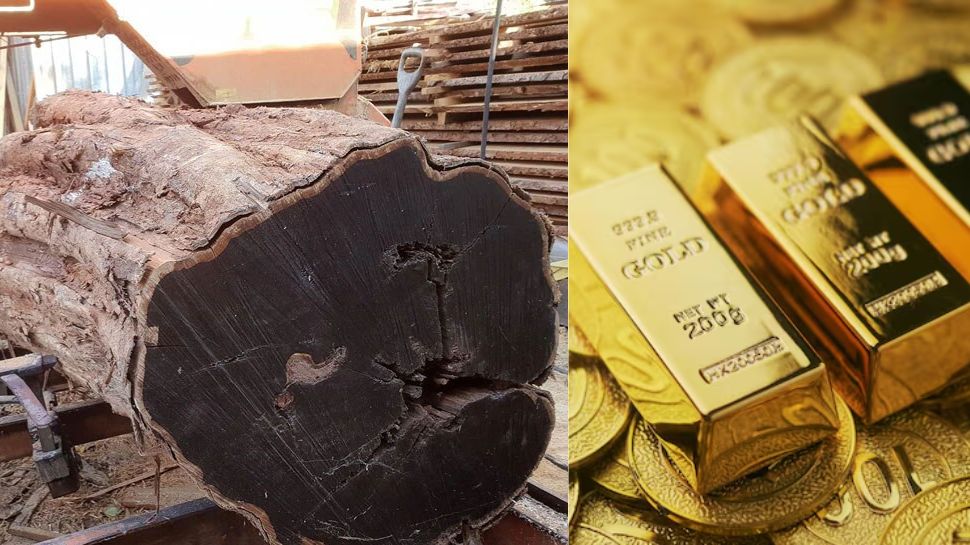 Most Expensive Tree Which Costs More than Gold | ಇನ್ಮುಂದೆ ಚಿನ್ನದ ಮೇಲೆ ...
