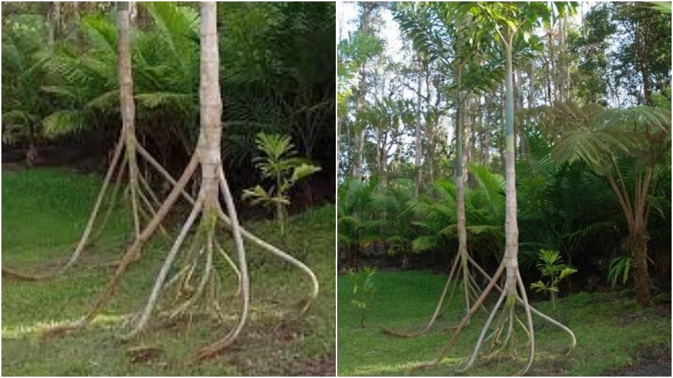 is there walking tree on earth | ಮನುಷ್ಯರಂತೆ ನಡೆದಾಡುತ್ತೆ ಈ ಮರ..! ಪಕೃತಿ ...