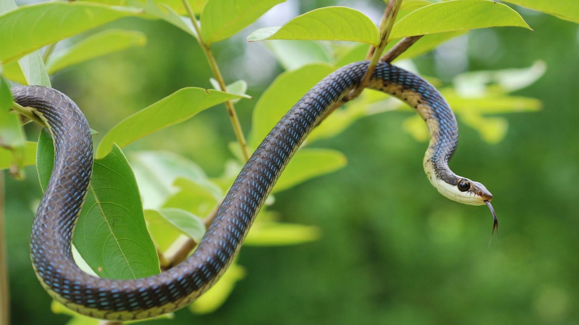 Country which famous for snake meat : ಹಾವಿನ ಮಾಂಸಕ್ಕೆ ಅತಿ ಹೆಚ್ಚು ಬೇಡಿಕೆ ...