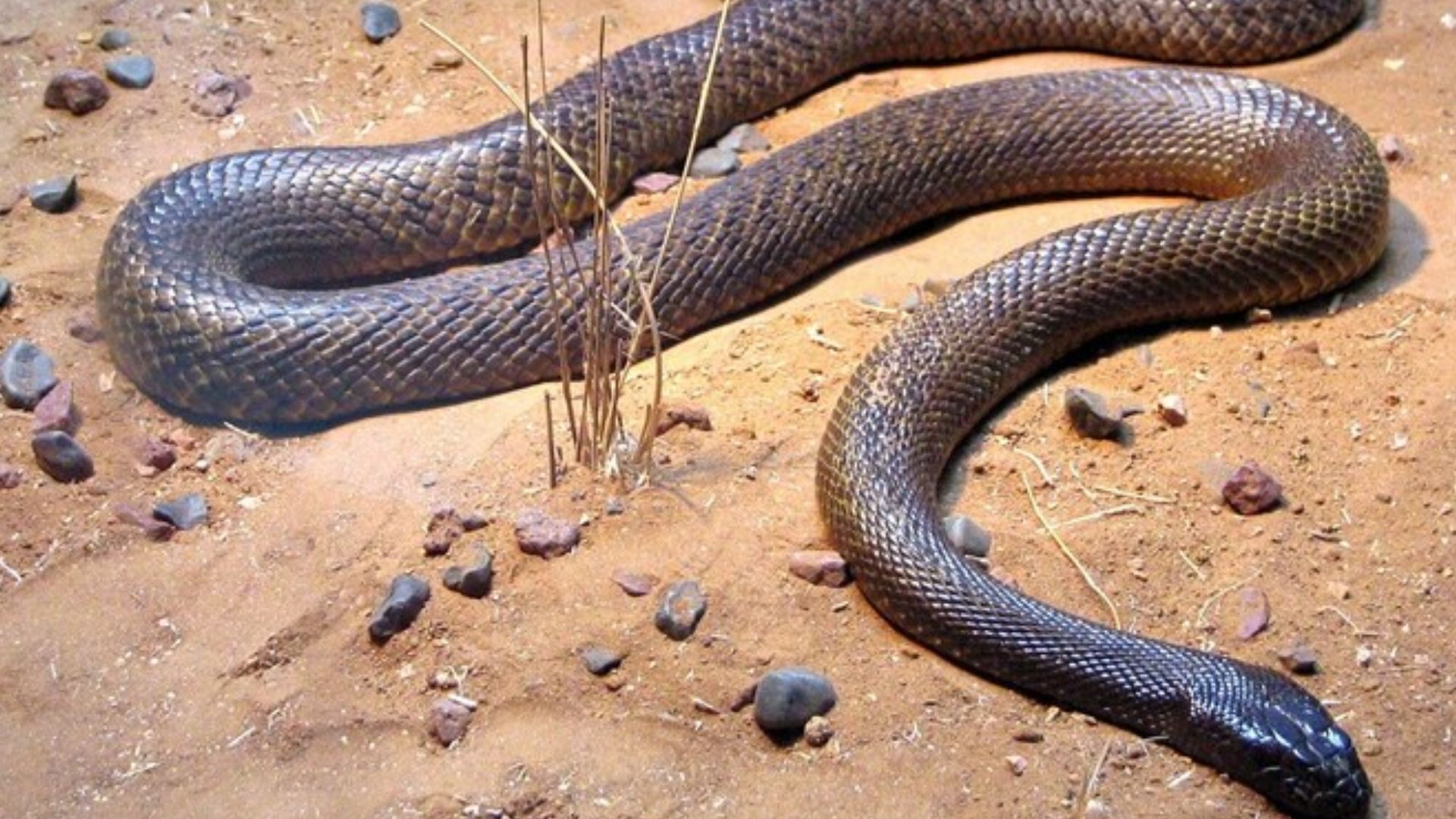 use coconut shells as a natural snake repellent | ವಿಷಸರ್ಪಗಳ ಸಮಸ್ಯೆಯಿಂದ ...