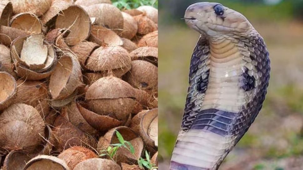 use coconut shells as a natural snake repellent | ವಿಷಸರ್ಪಗಳ ಸಮಸ್ಯೆಯಿಂದ ...