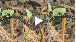 Latest Kannada News Snake dancing, Snake dancing News in Kannada, Snake ...