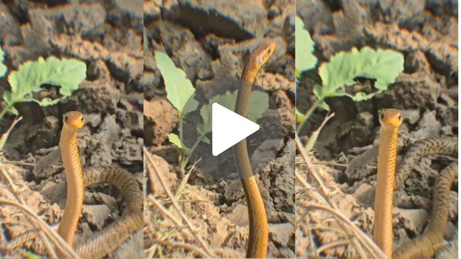 Snake Dancing in crop field viral video | Viral Video: ಹಾಡಿಗೆ ತಕ್ಕಂತೆ ...