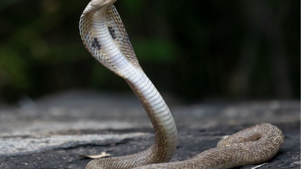 Snake: ಮನೆ ಹತ್ರ ಈ ಗಿಡ ನೆಟ್ಟಿದ್ರೆ, ಬುಸ್ ಬುಸ್ ನಾಗಪ್ಪ ಎಂಟ್ರಿ ಕೊಡೋದೆ ಇಲ್ಲ ...