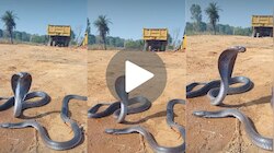 Latest Kannada News Snake Eating Chick Video, Snake Eating Chick Video ...