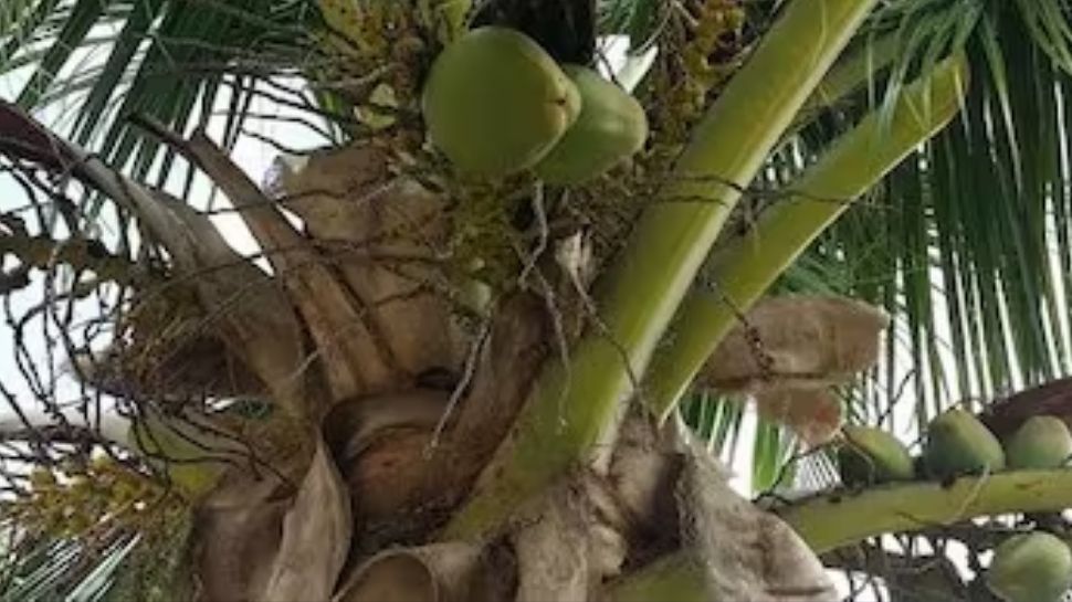 Vastu Tips is it good or bad to have a coconut tree at home | ಮನೆ ಮುಂದೆ ...