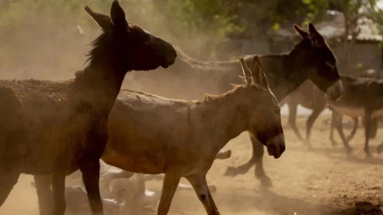 Why Chinese Government Buy Pakistani Donkey | ದಿವಾಳಿಯಾಗುತ್ತಿರುವ ...