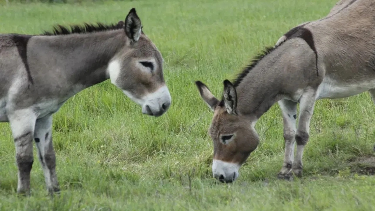 Why Chinese Government Buy Pakistani Donkey | ದಿವಾಳಿಯಾಗುತ್ತಿರುವ ...