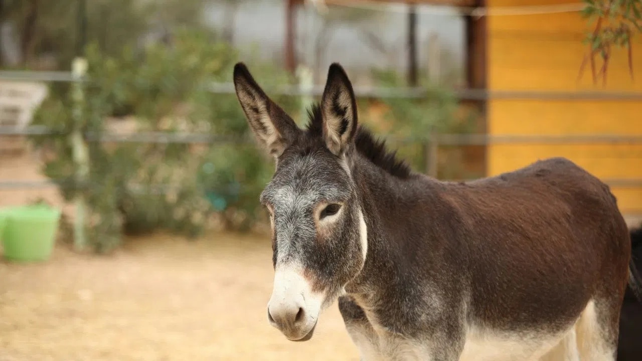 Why Chinese Government Buy Pakistani Donkey | ದಿವಾಳಿಯಾಗುತ್ತಿರುವ ...