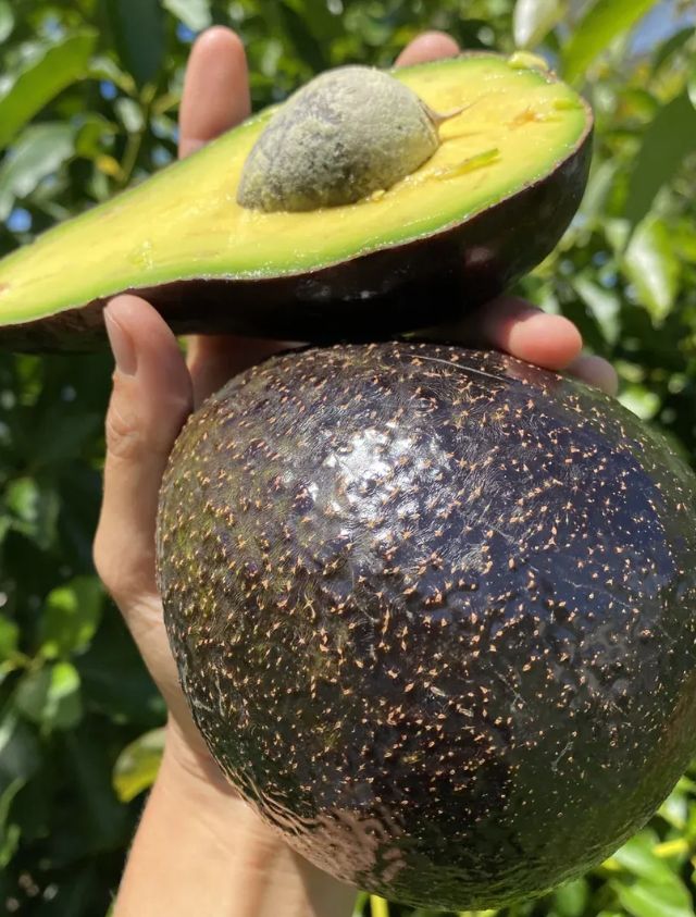 Avocado Total health benefits | ವಾರಕ್ಕೊಂದು ಬೆಣ್ಣೆ ಹಣ್ಣು ತಿಂದ್ರೂ ...