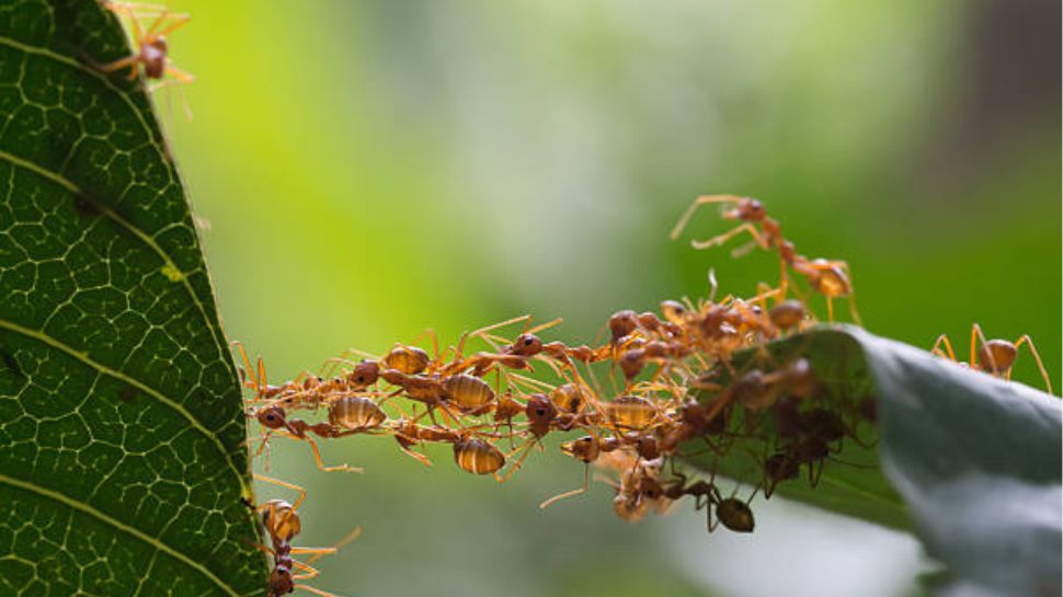 Do you know how many teeth an ant has|ಇರುವೆಗೆ ಎಷ್ಟು ಹಲ್ಲುಗಳಿವೆ ...