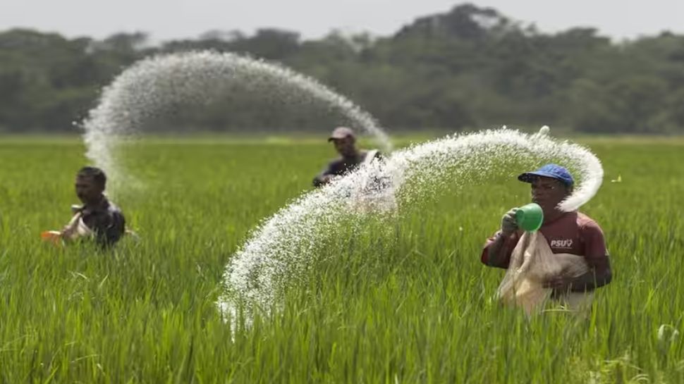Theft of urea fertilizer given to farmers, government loses Rs 20,000 ...