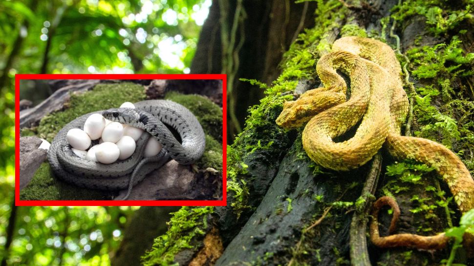 Snake Eggs Facts | ಹಾವು ವಿಷಕಾರಿ, ಹಾವಿನ ಮೊಟ್ಟೆಗಳೂ ವಿಷಕಾರಿಯೇ? ಇದನ್ನು ...