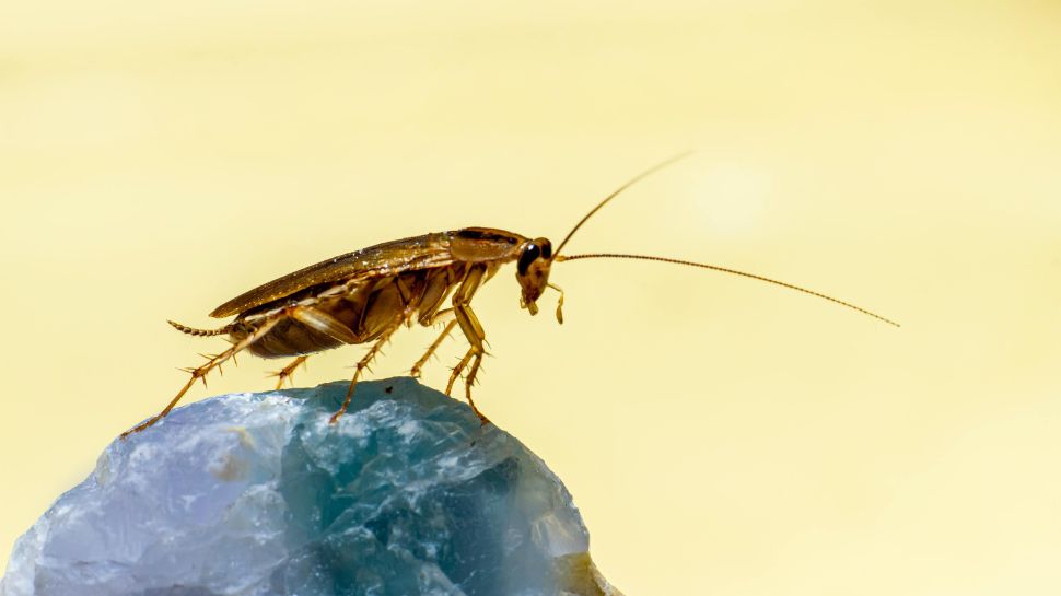how to get rid of cockroaches in kitchen and fridge | ಫ್ರಿಡ್ಜ್‌ನಲ್ಲಿಟ್ಟ ...
