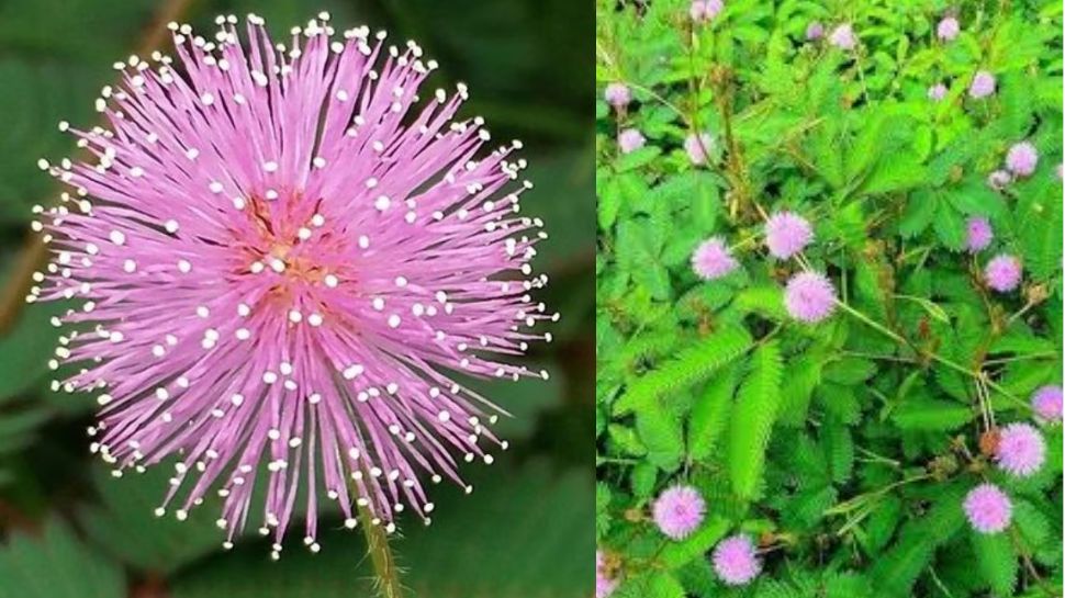 Mimosa plant with miraculous medicinal properties: ದಿವ್ಯವಾದ ಔಷಧಿ ಗುಣ ...