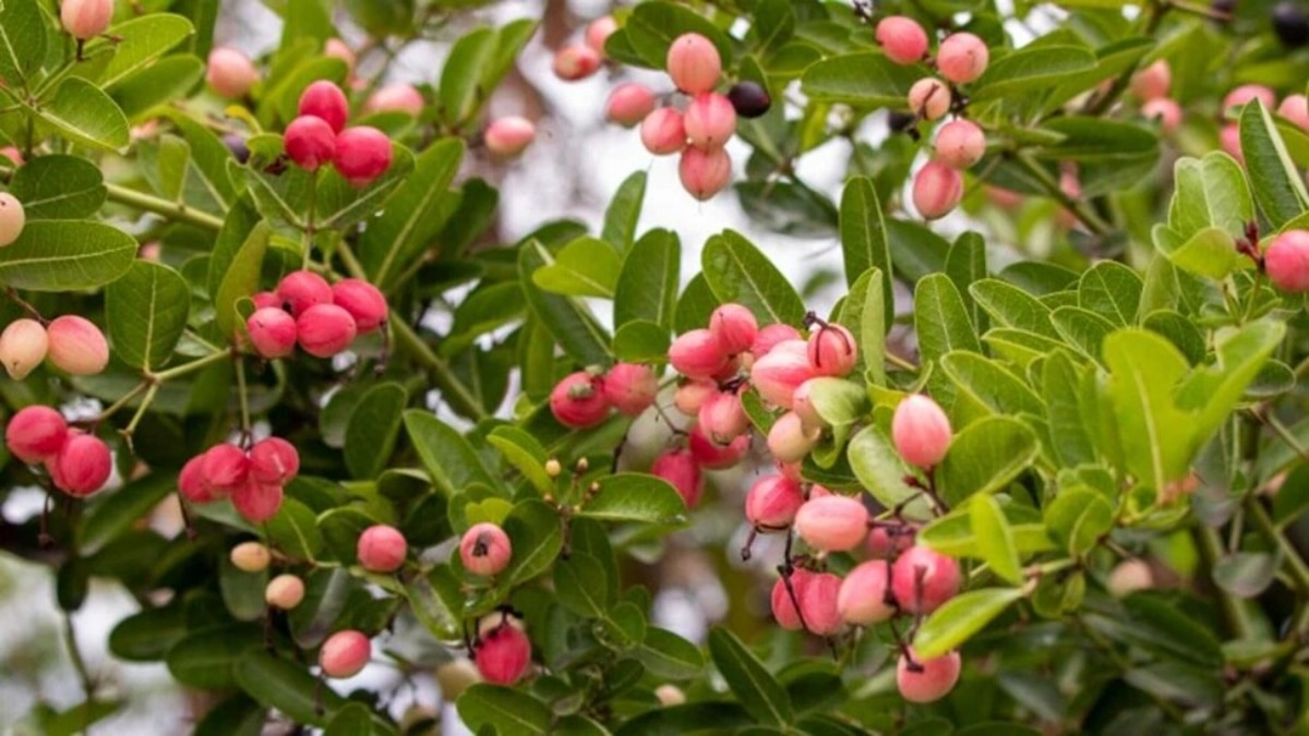 Karande or Karonda fruit helps in weight loss: It is also good for ...