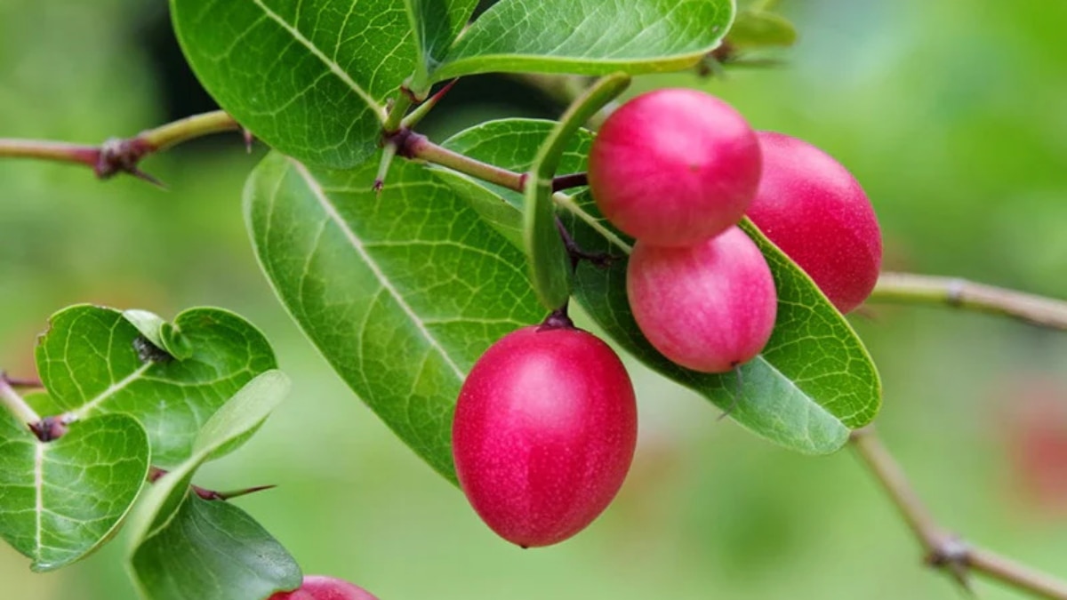 Karande or Karonda fruit helps in weight loss: It is also good for ...