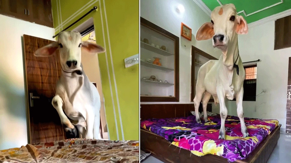 Separate bedroom, bed facility for cows, see photos of cows luxury life ...
