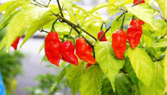 World's Hottest Chili: carolina reaper is the worlds hottest chili the ...