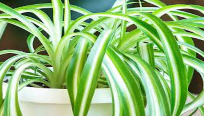 kannada vastu tips spider plant auspicious lucky amazing more effective ... kannada vastu tips spider plant auspicious lucky amazing more effective ...