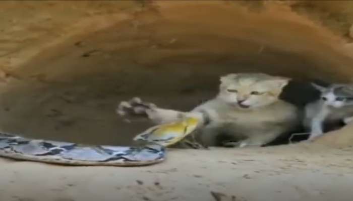 Cat Snake fighting Video |ತನ್ನ ಮರಿಗಳ ರಕ್ಷಣೆಗೆ ದೈತ್ಯ ಹೆಬ್ಬಾವಿನೊಂದಿಗೆ ...